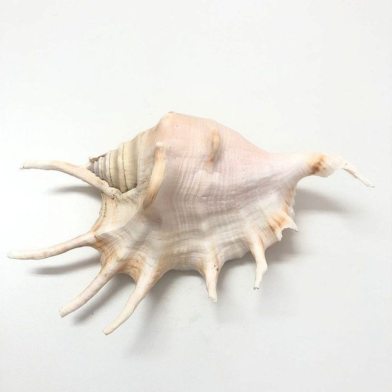Concha Natural M